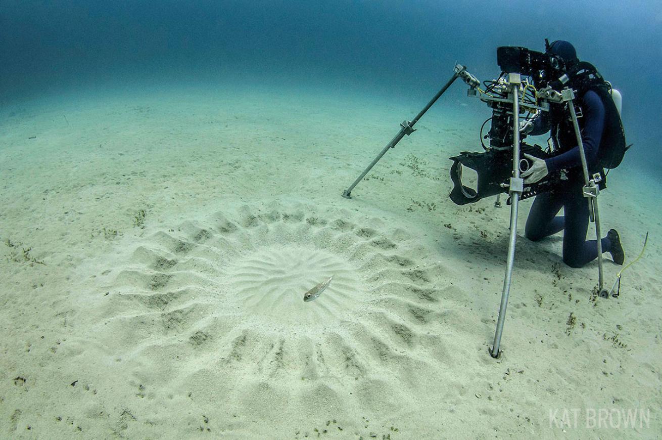 4 Of The Strangest Marine Behaviors | Scuba Diving