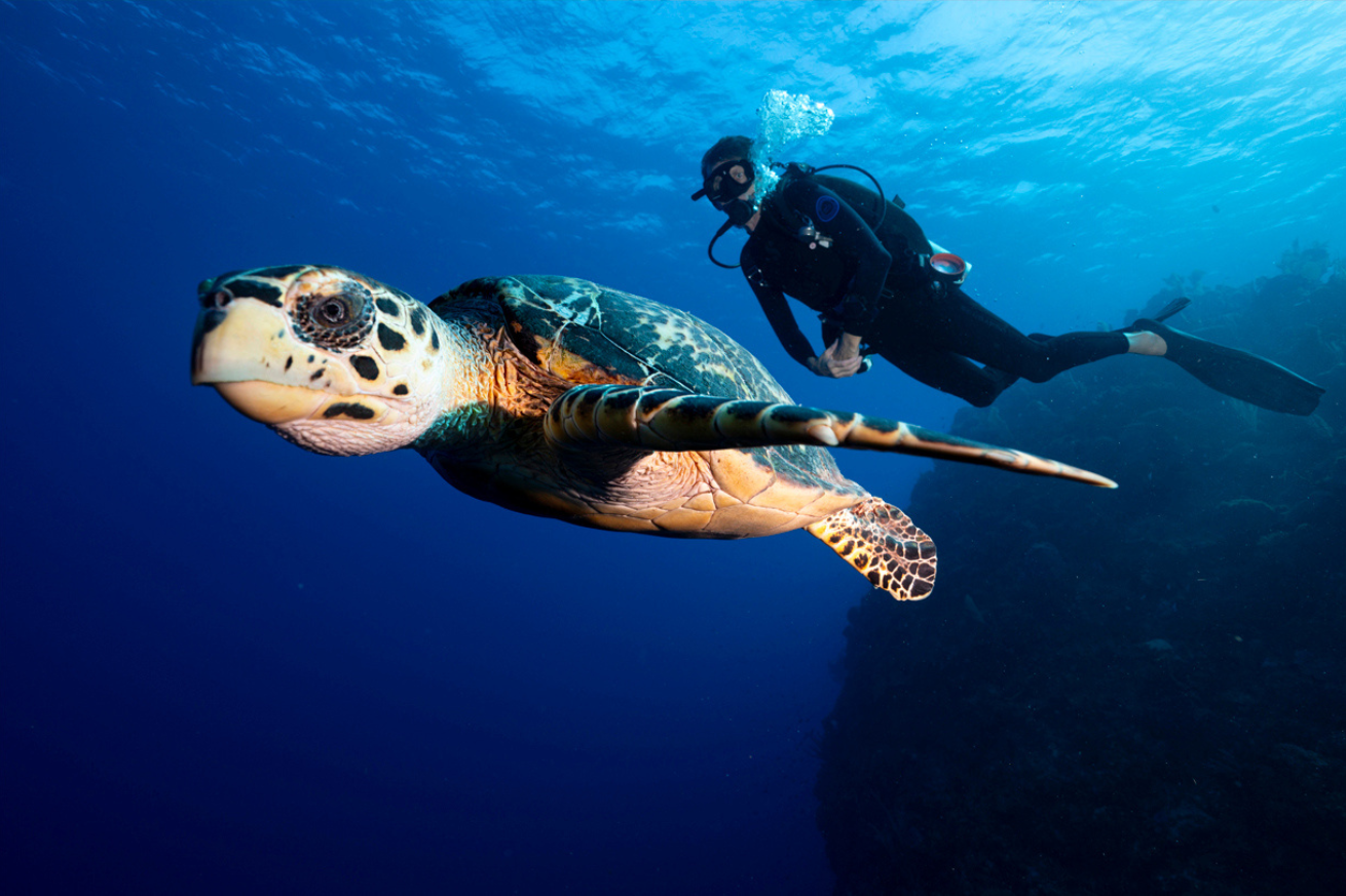 Where Barefoot Luxury Meets Legendary Diving on Little Cayman | Scuba ...