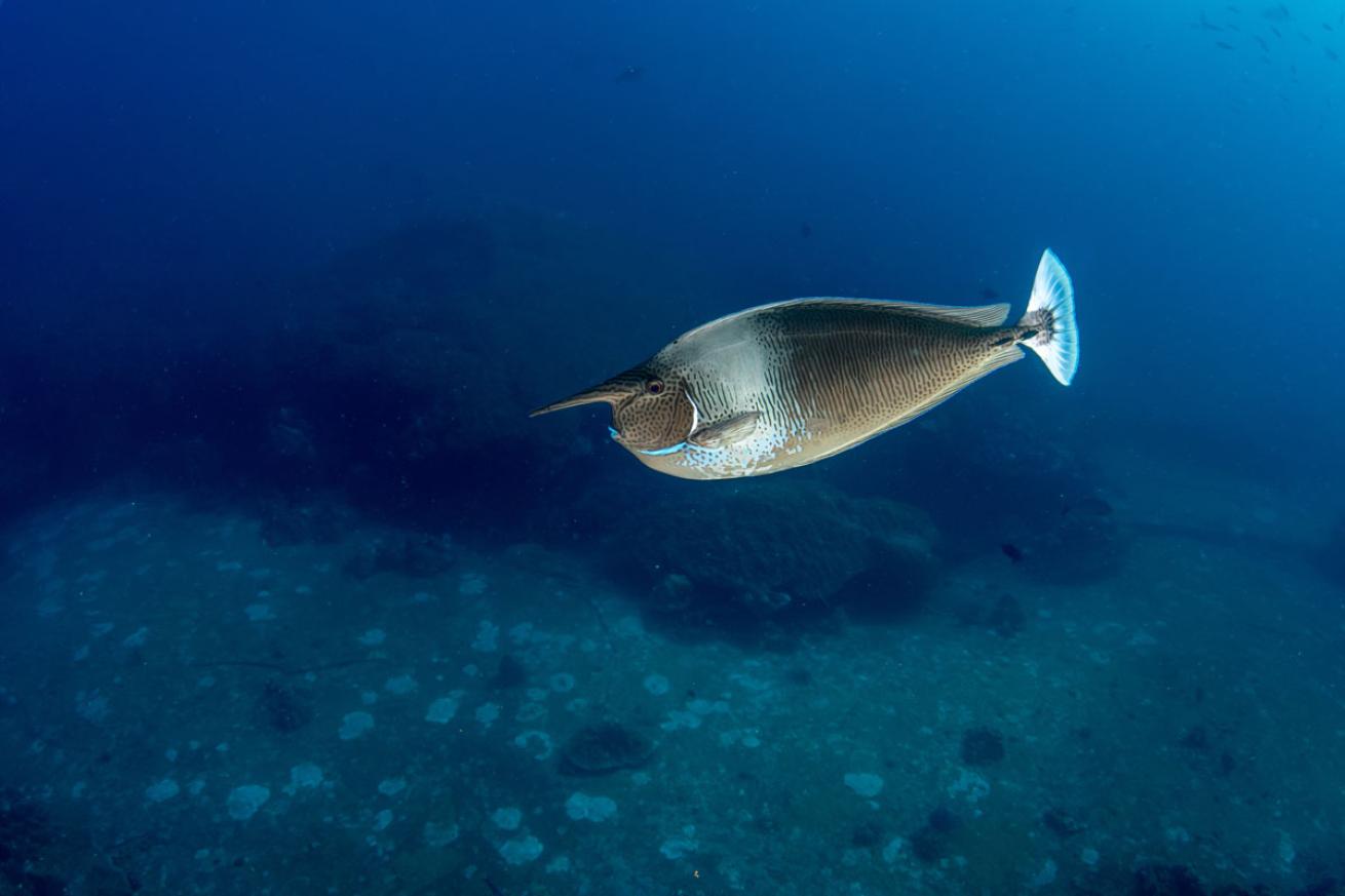 16 of the Weirdest Animals You Might See While Scuba Diving | Scuba Diving