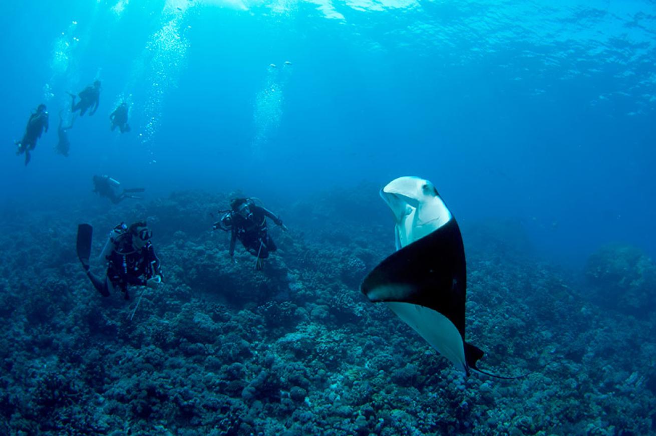 25 Reasons We Love the Pacific | Scuba Diving