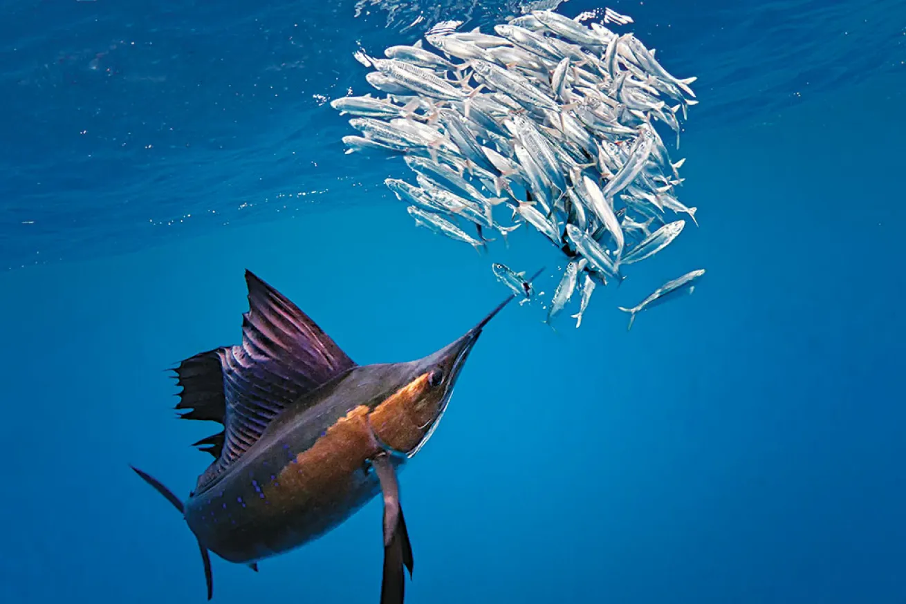 Wild Side Diving in the Caribbean | Scuba Diving