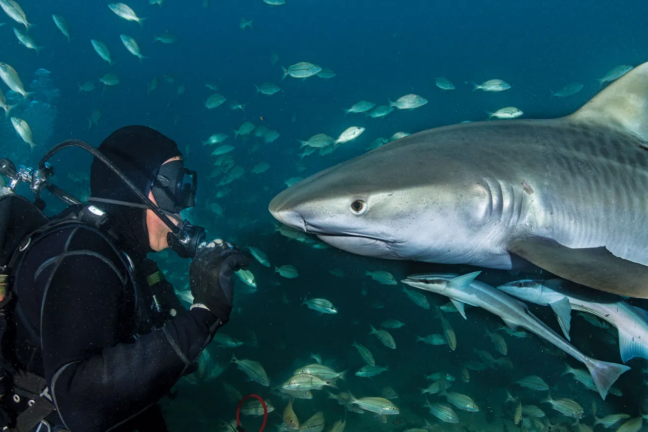 Shark Diving Off Florida's Coast | Scuba Diving
