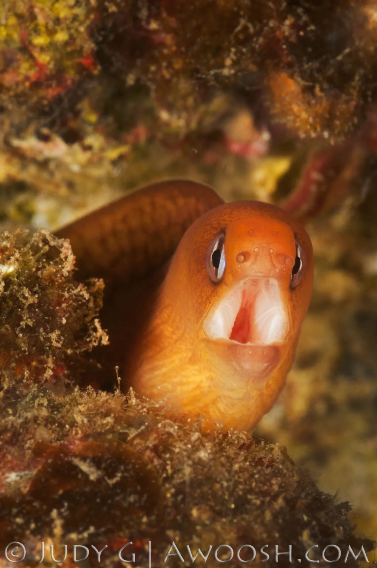 Hawaii 2.0: A Beautiful Underwater Photo Gallery from the Big Island ...