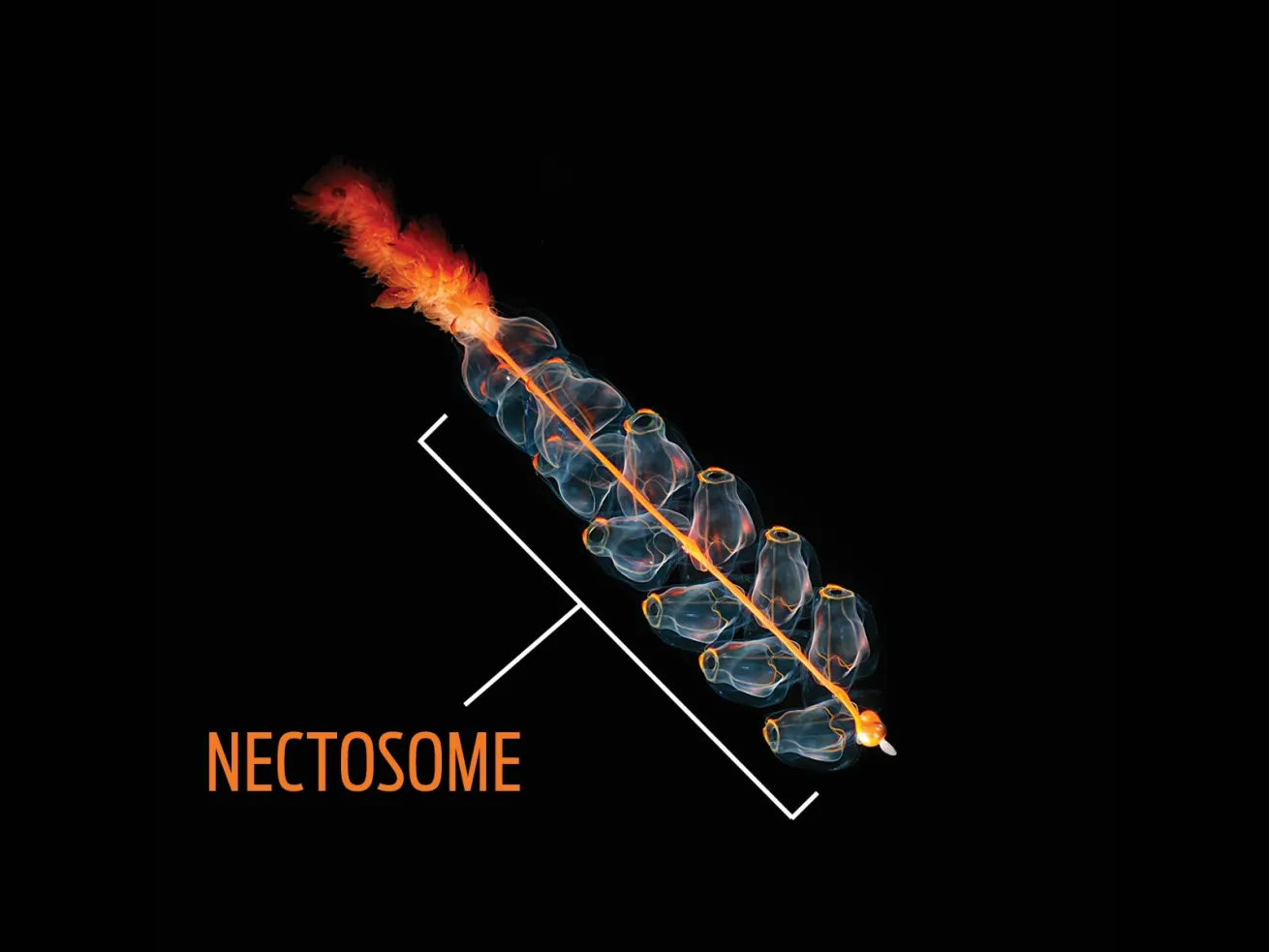 What Do Fluorescent Night Diving and Underwater Vehicles Have In Common ...
