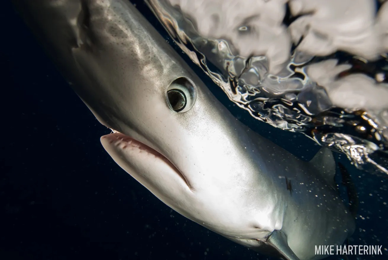 16 Amazing Shark Photos from our 2016 Underwater Photography Contest ...