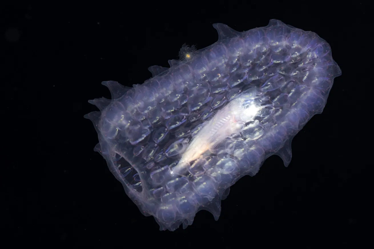 Best Pelagic Magic Night Dives to Add to your Scuba Diving Bucket List ...