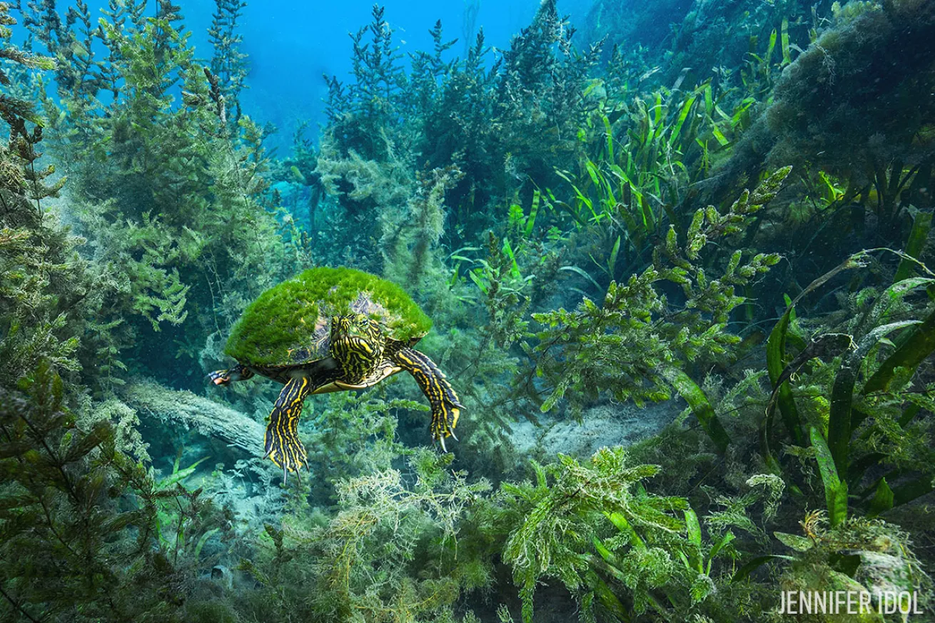Scuba Diving the Waterways of Central Texas | Scuba Diving
