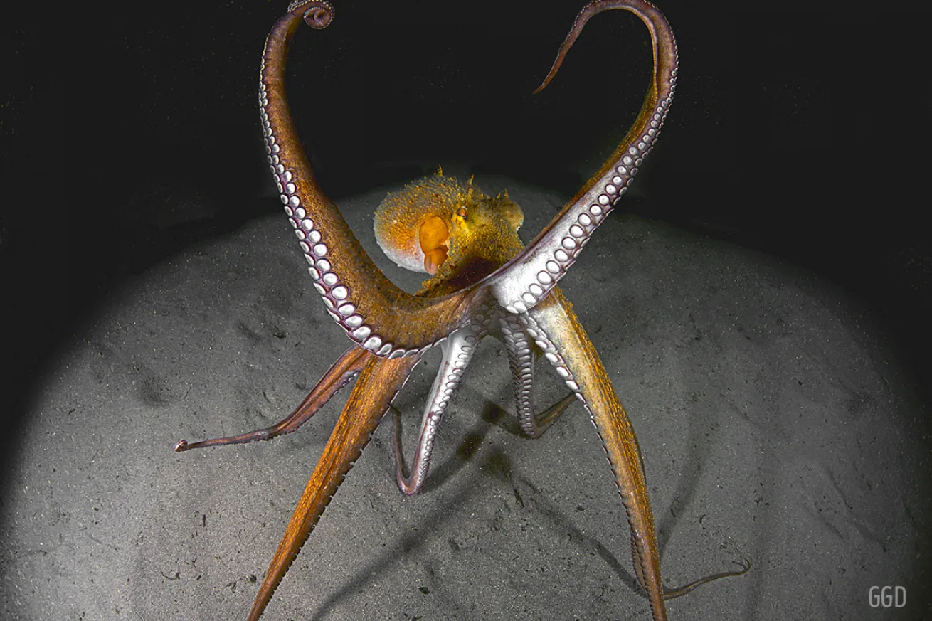 2016 Photo Contest Entries: What Makes You Smile? | Scuba Diving