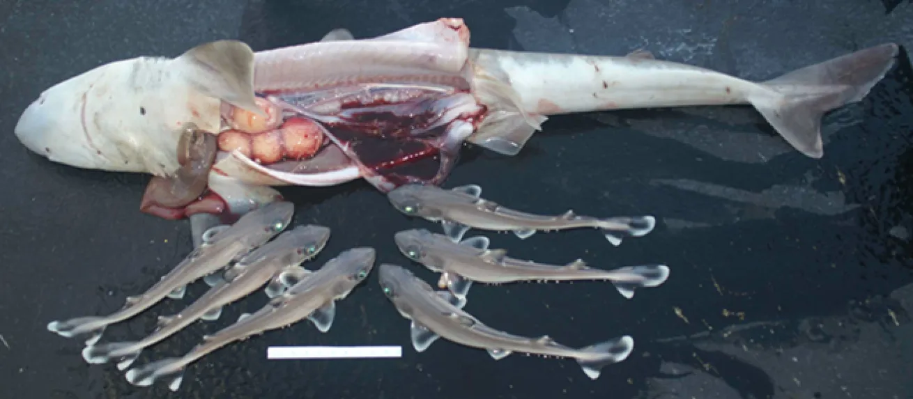 5 Amazing Facts About Shark Pregnancies | Scuba Diving