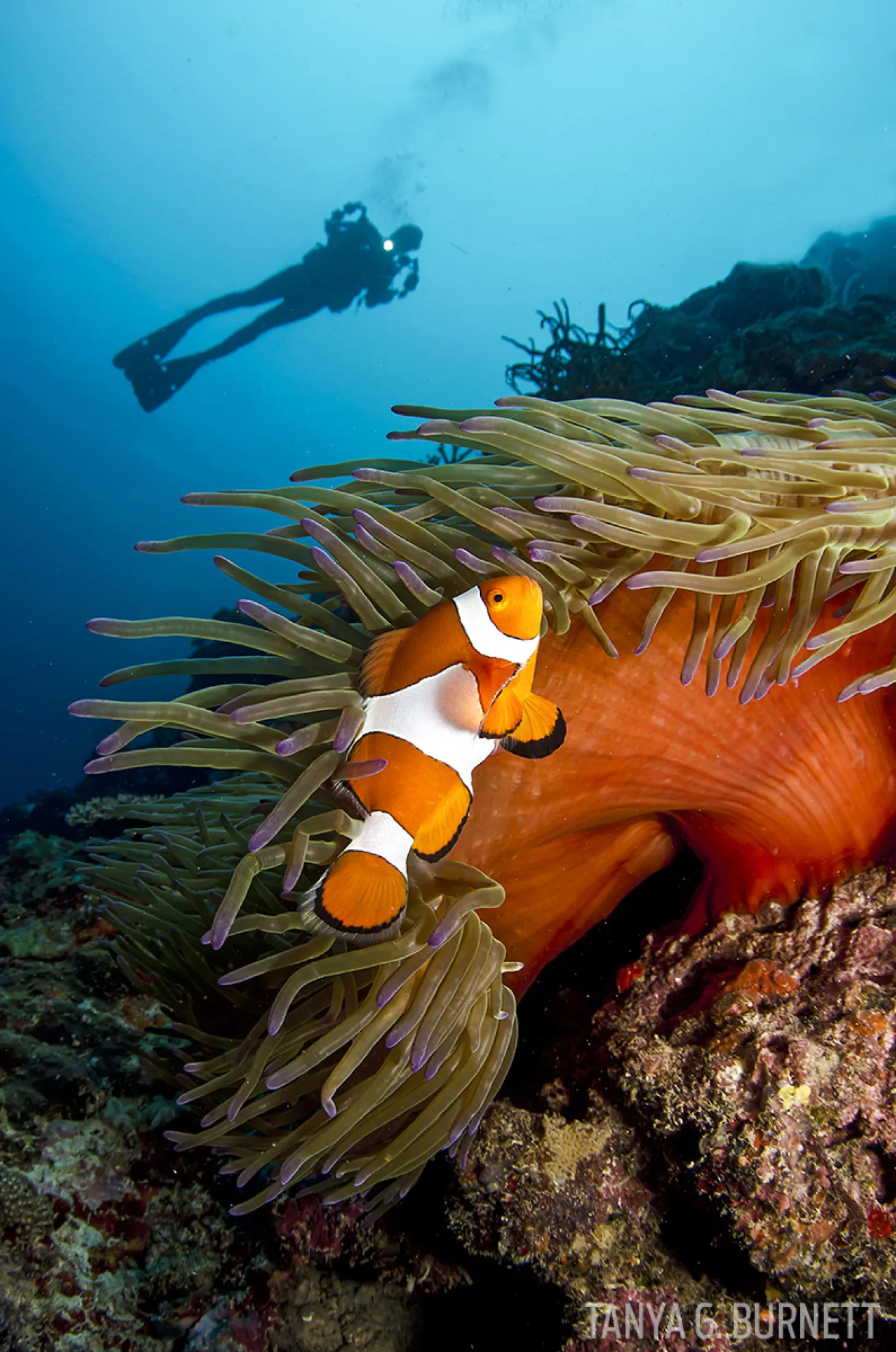 How To Shoot Like A Pro | Scuba Diving