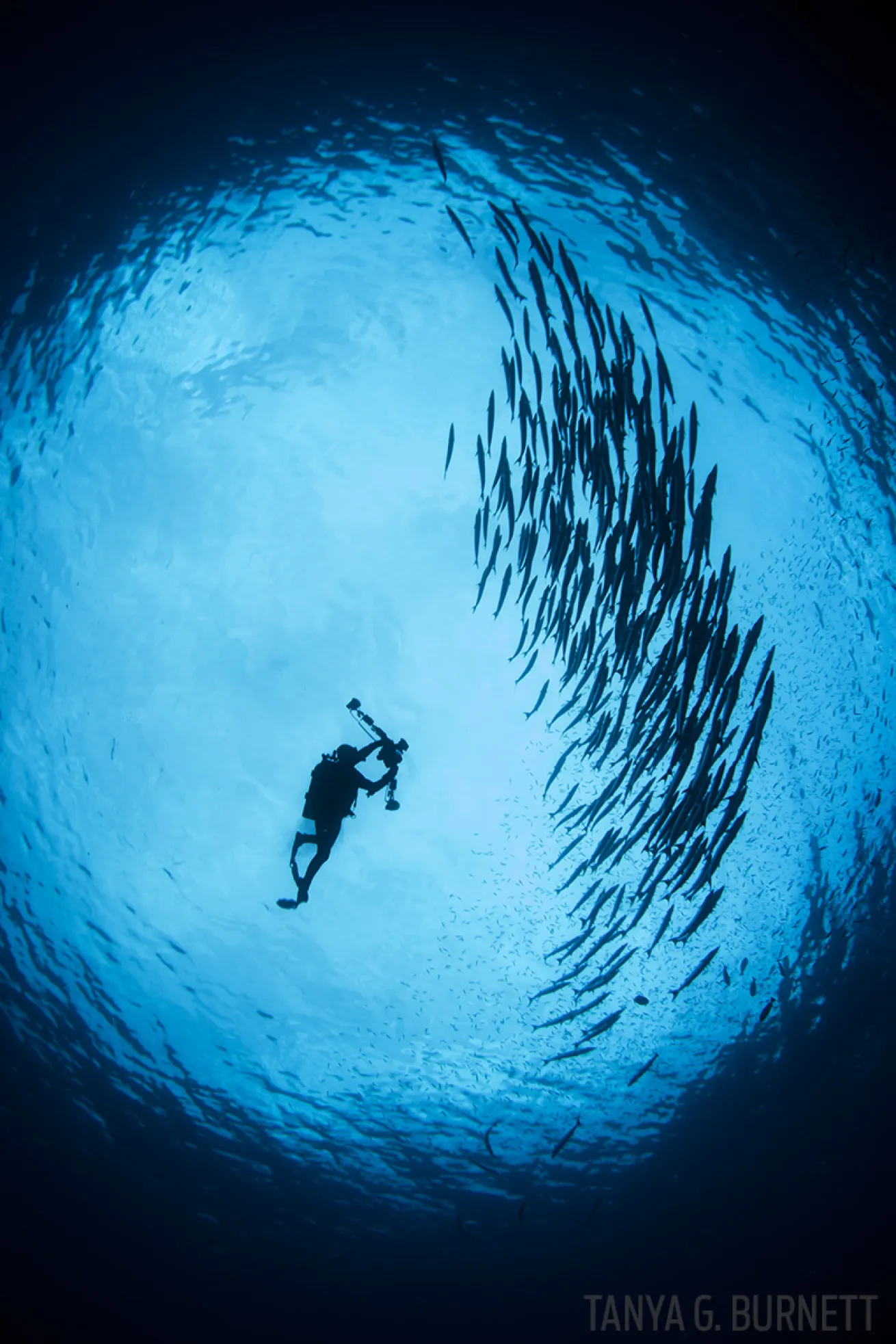 How To Shoot Like A Pro | Scuba Diving