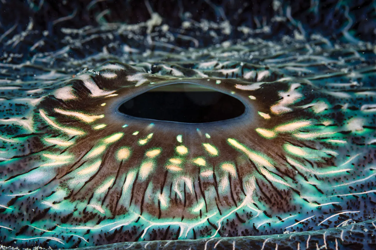 25 Reasons to Scuba Dive Palau | Scuba Diving