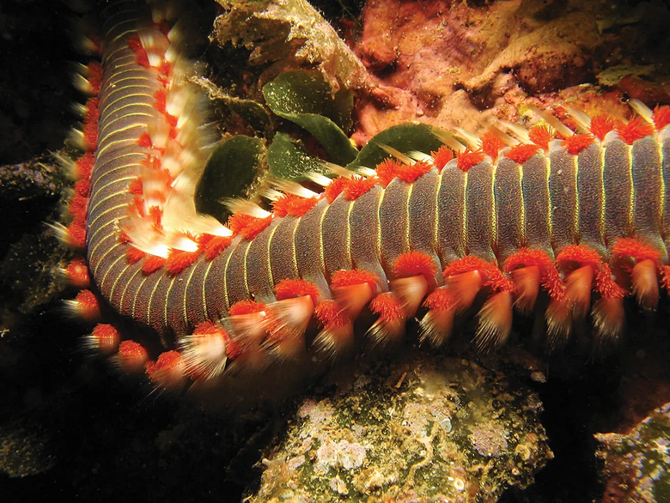 25 Reasons to Dive Roatan | Scuba Diving