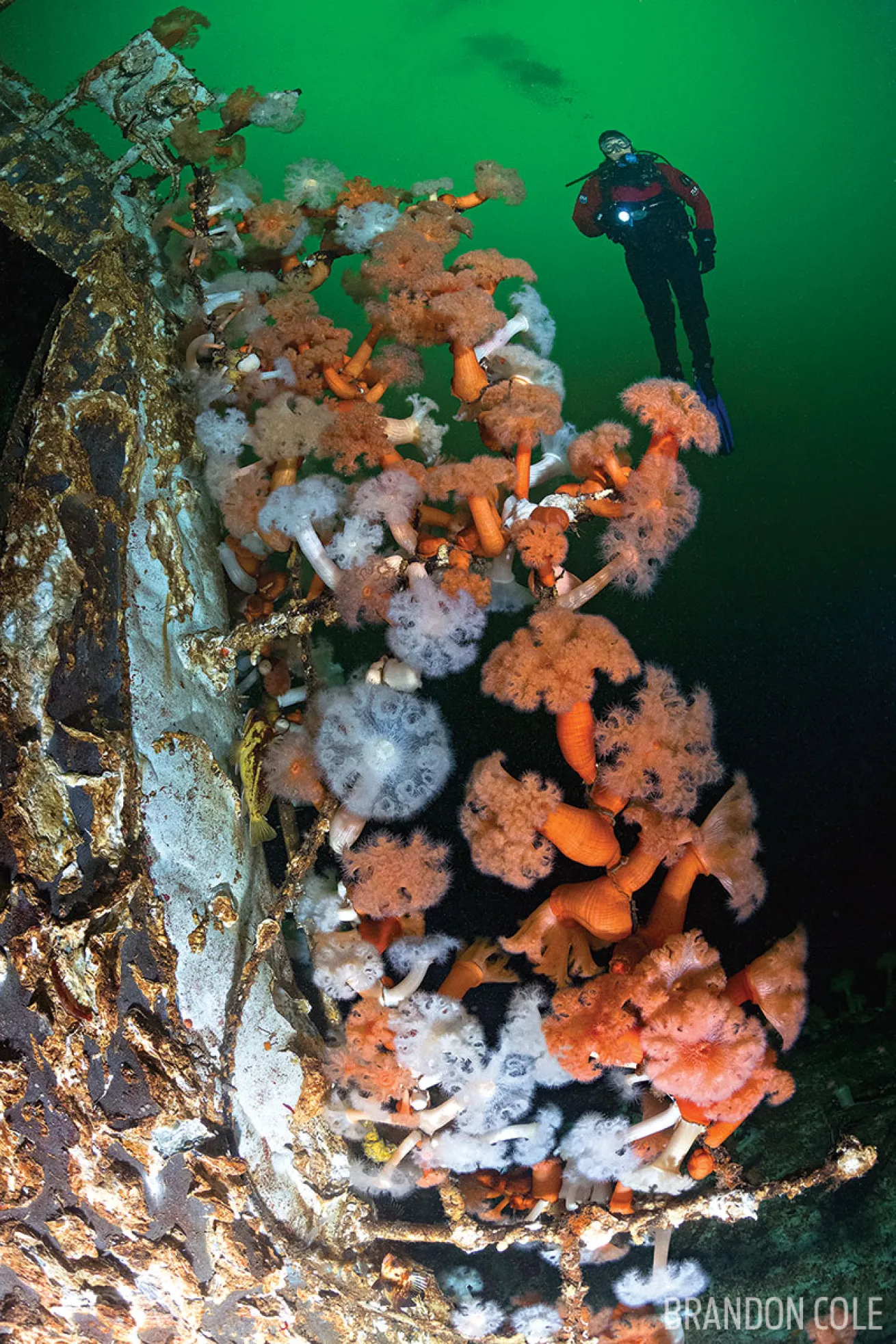 23 Reasons to Dive British Columbia | Scuba Diving