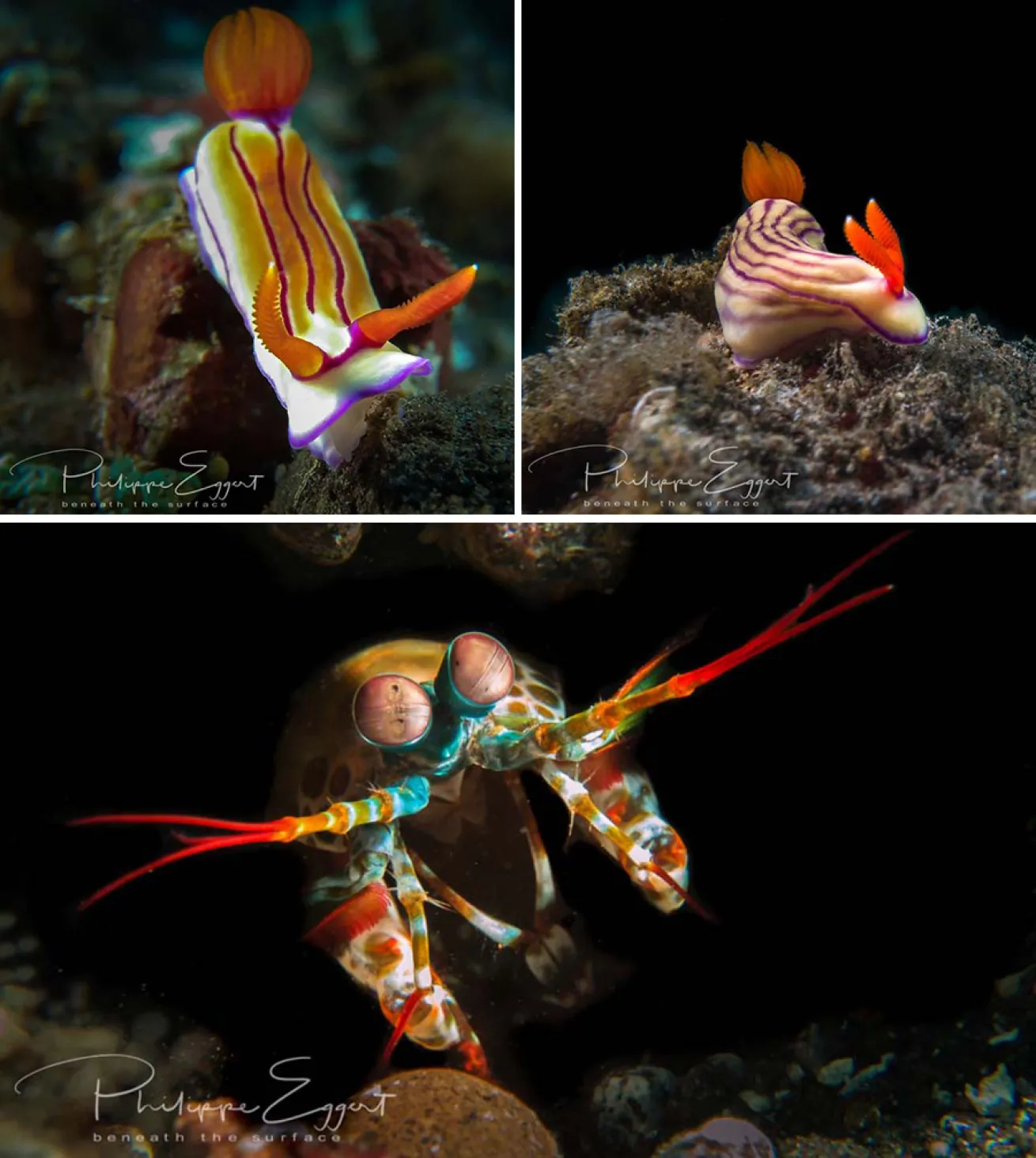 How to Shoot Great Macro Images | Scuba Diving
