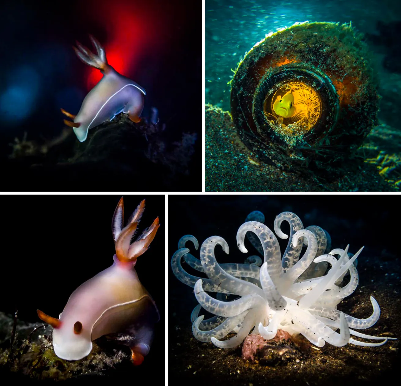 How to Shoot Great Macro Images | Scuba Diving