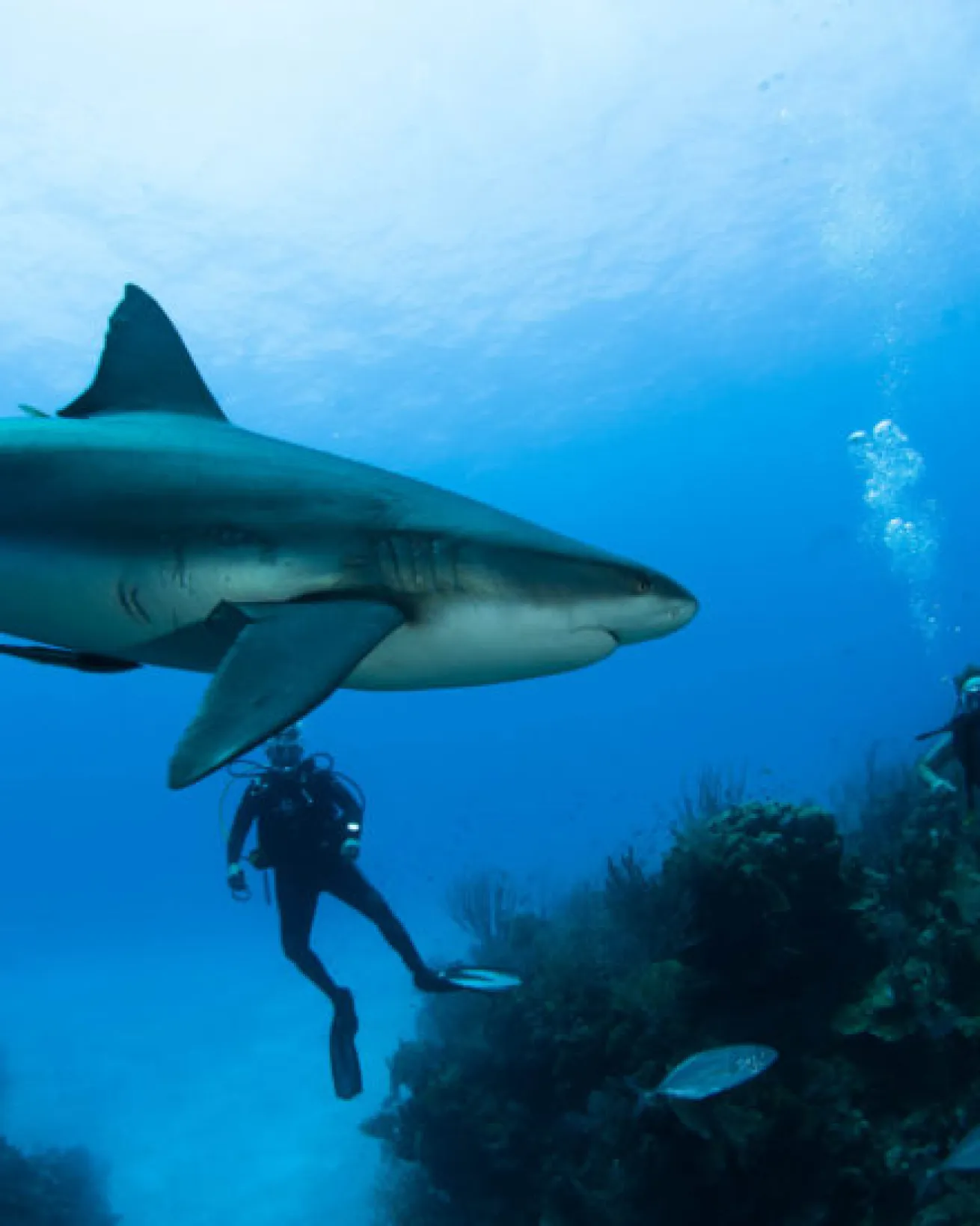 Explore Wild Belize at Itza Resort | Scuba Diving