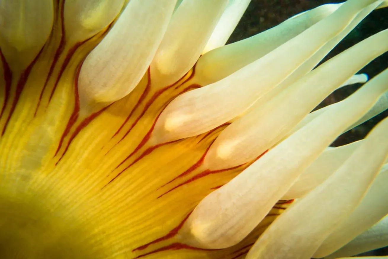 How to Shoot Great Macro Images | Scuba Diving