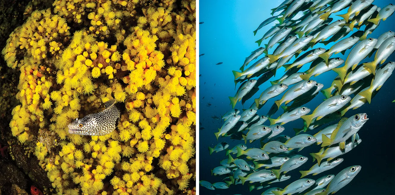 Africa's Underwater Wonders | Scuba Diving