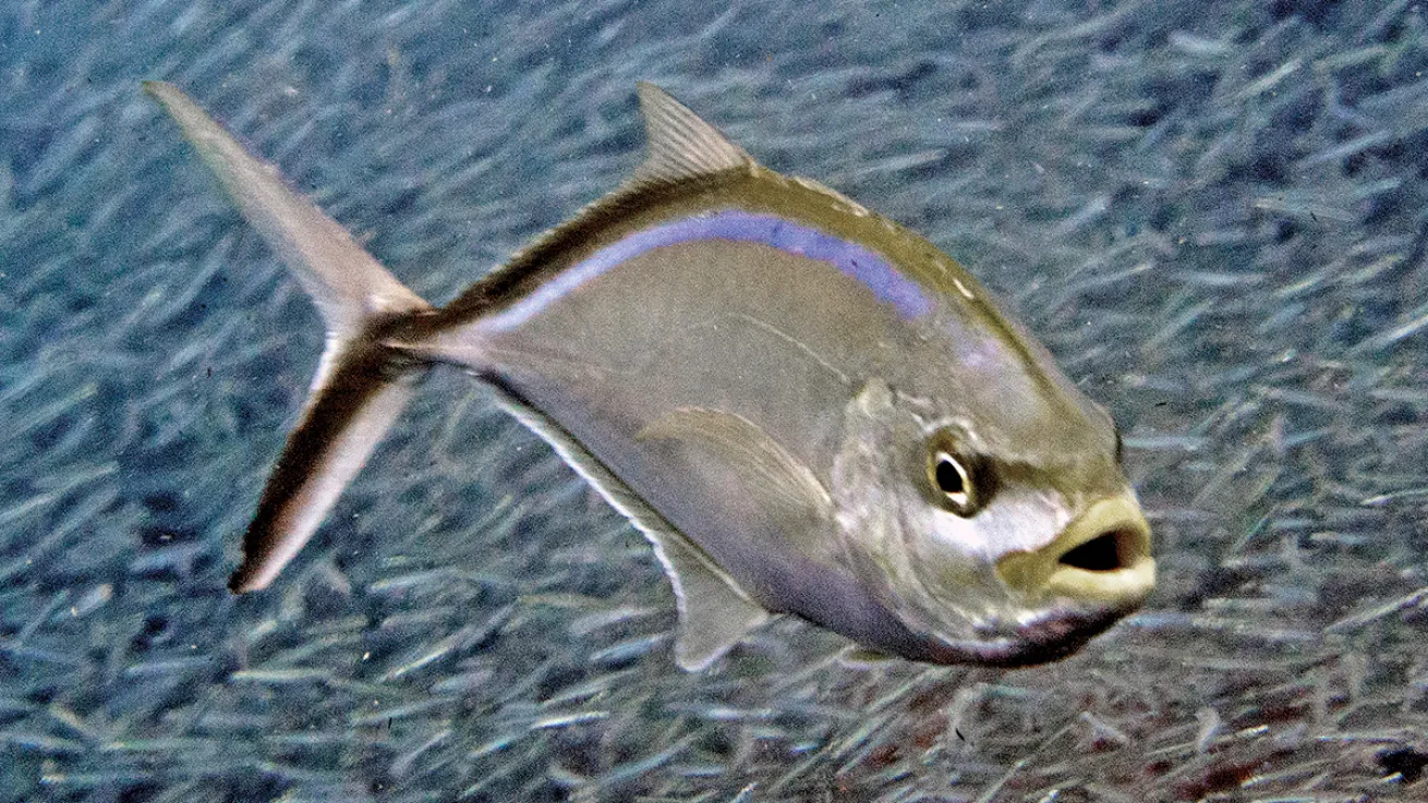 Fish ID Tips for Scuba Divers | Scuba Diving