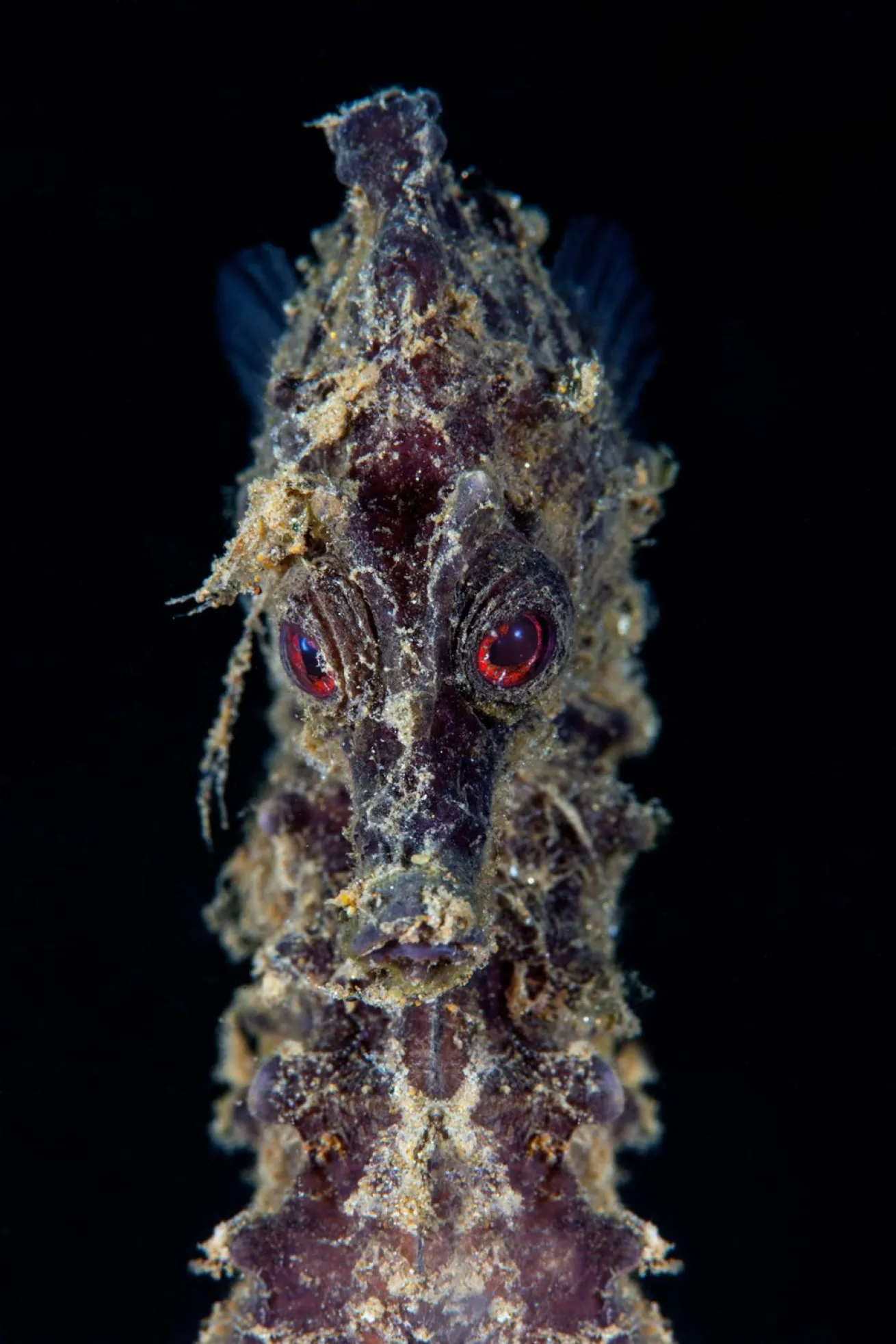 Meet Underwater Photographer Nicholas Samaras | Scuba Diving