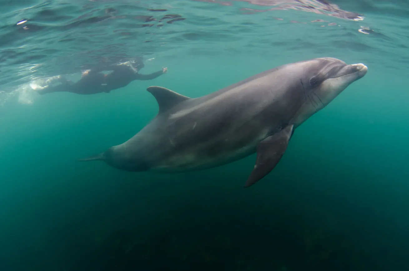 Seven Must-Dive Sites in Ireland | Scuba Diving
