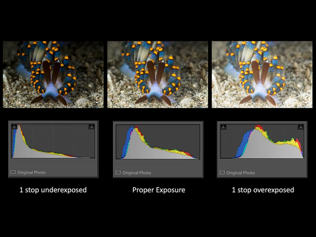 Underwater Photography Tips for Mastering Exposure and Histogram ...