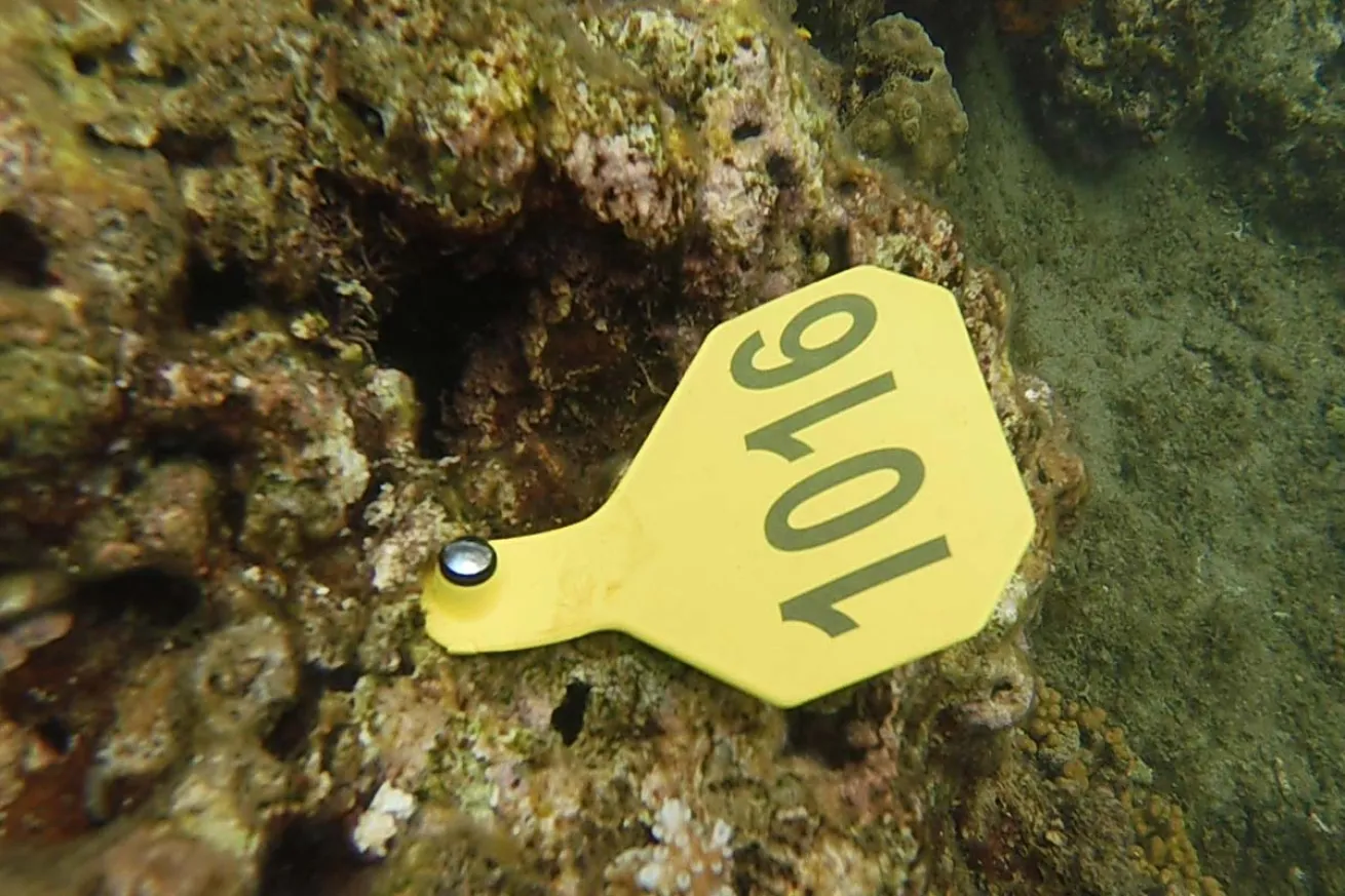 How I Became a Reef Rescuer in the Caribbean | Scuba Diving