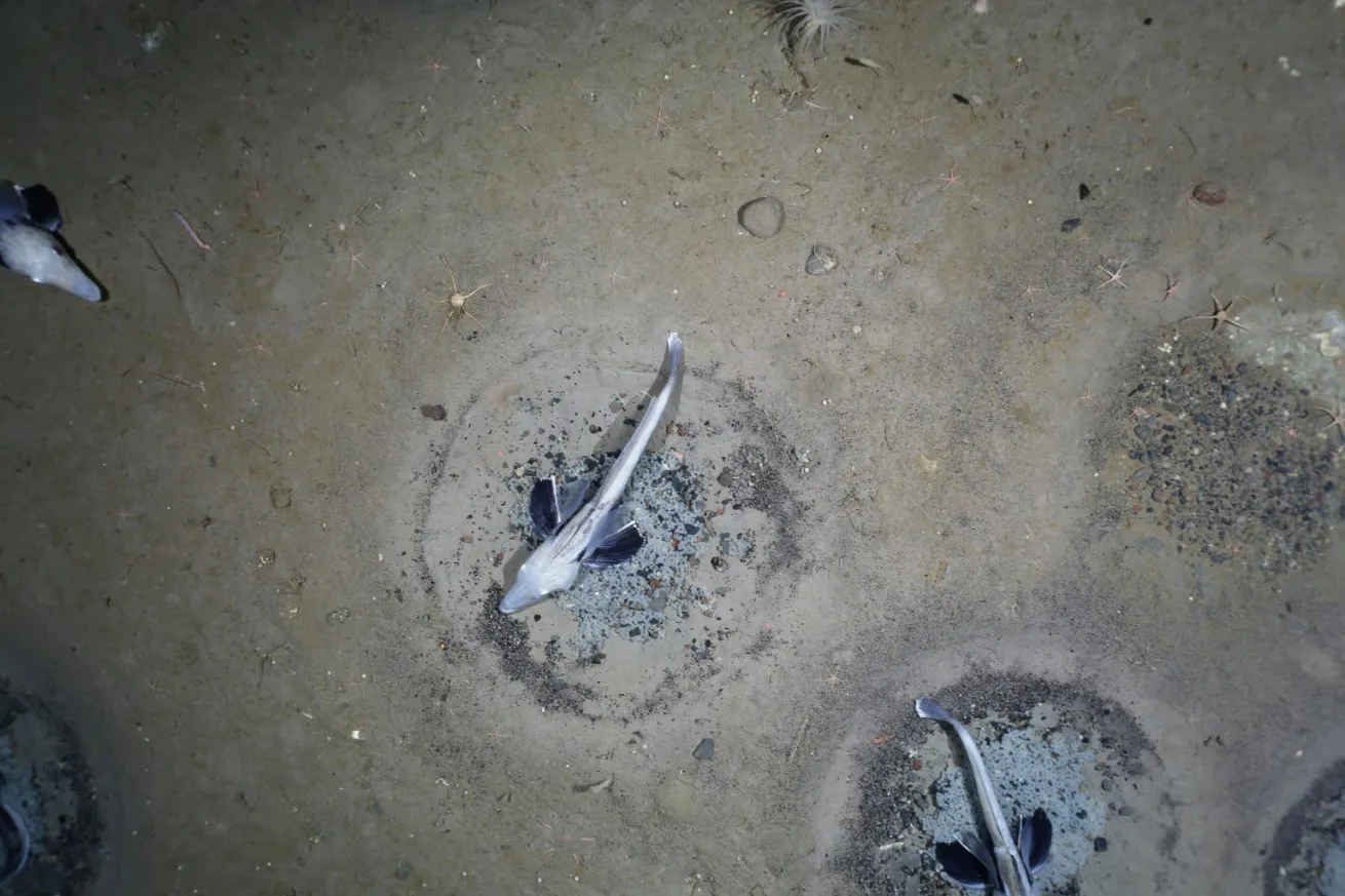 World’s Largest Colony of Fish Nests Found Under Polar Ice | Scuba Diving