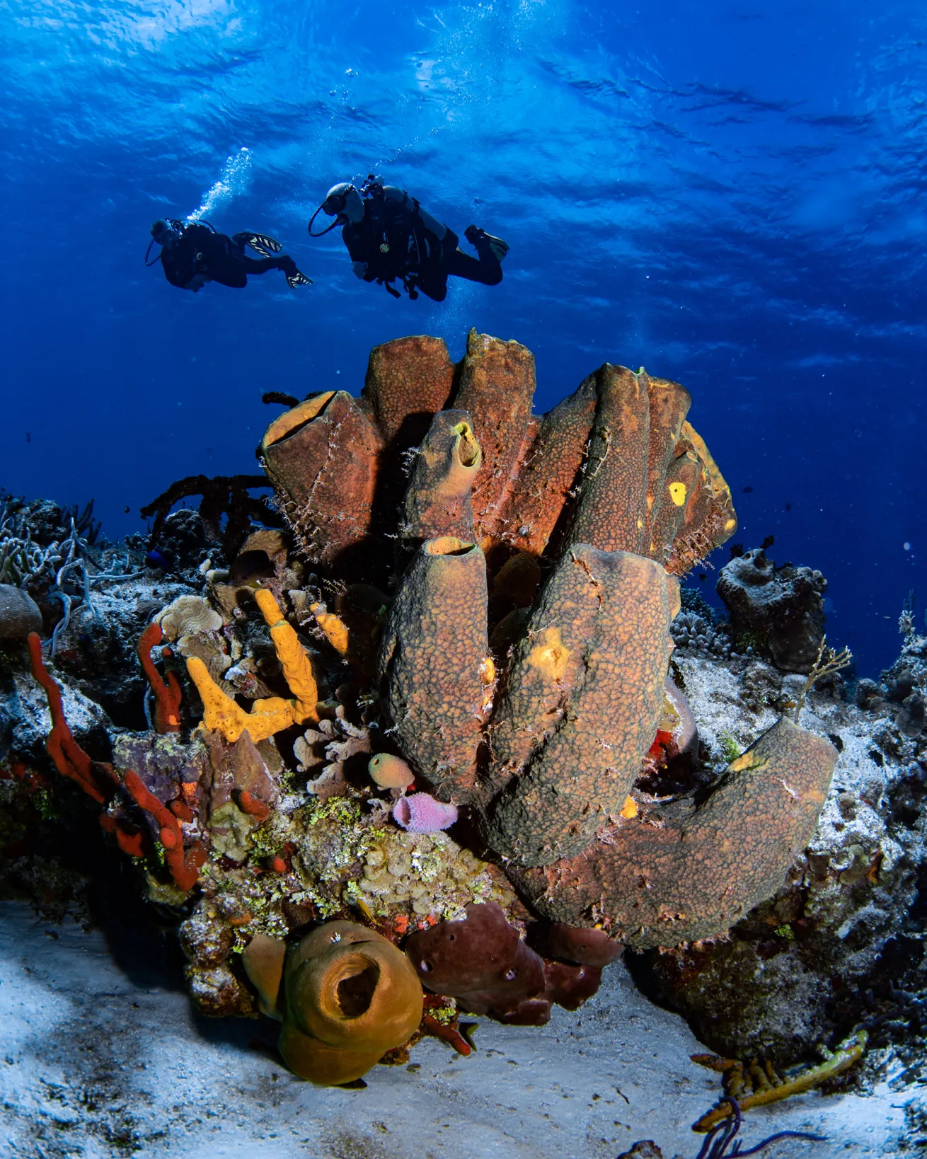 Aldora Divers | Scuba Diving