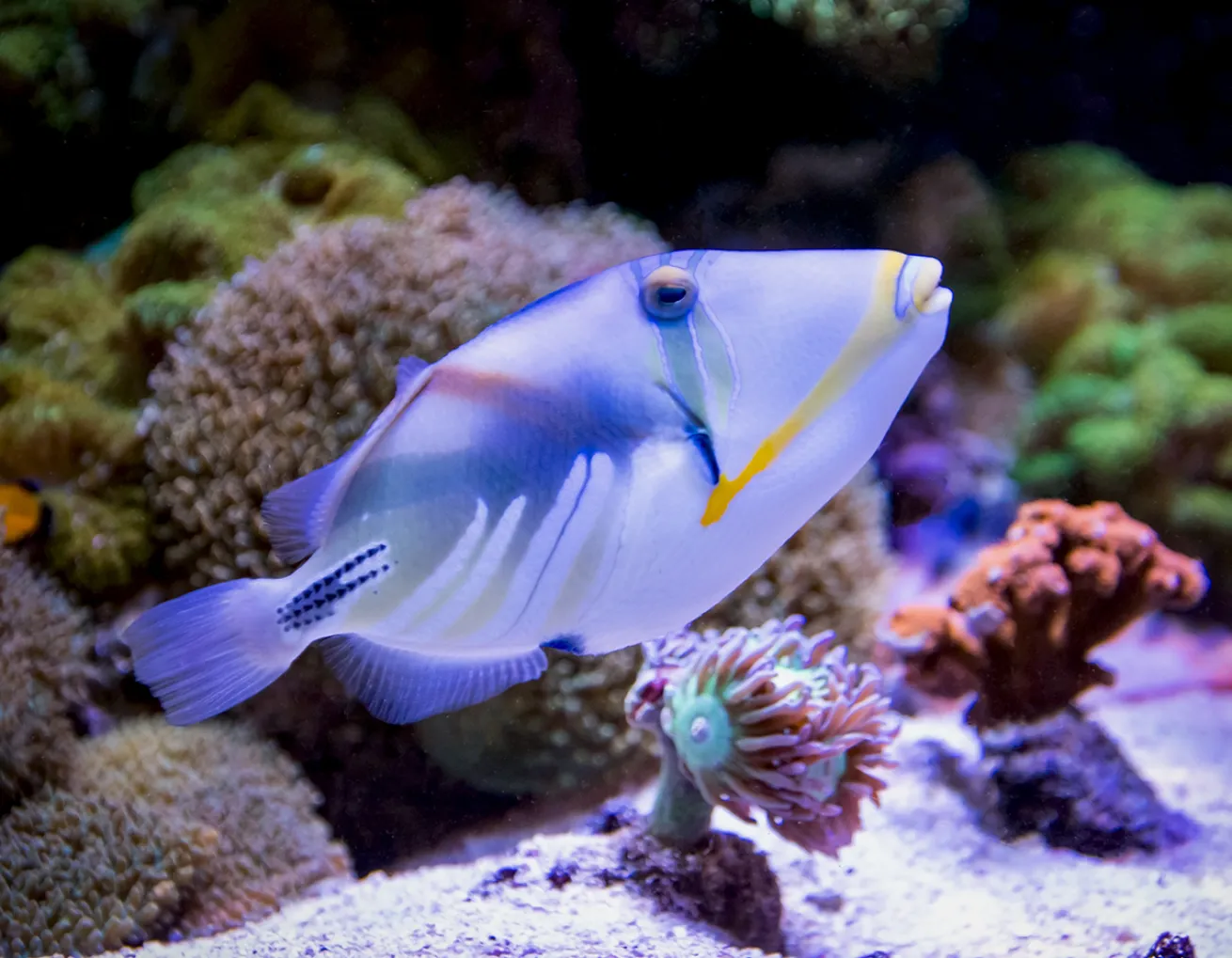 The Best of Big Island Shore Diving | Scuba Diving