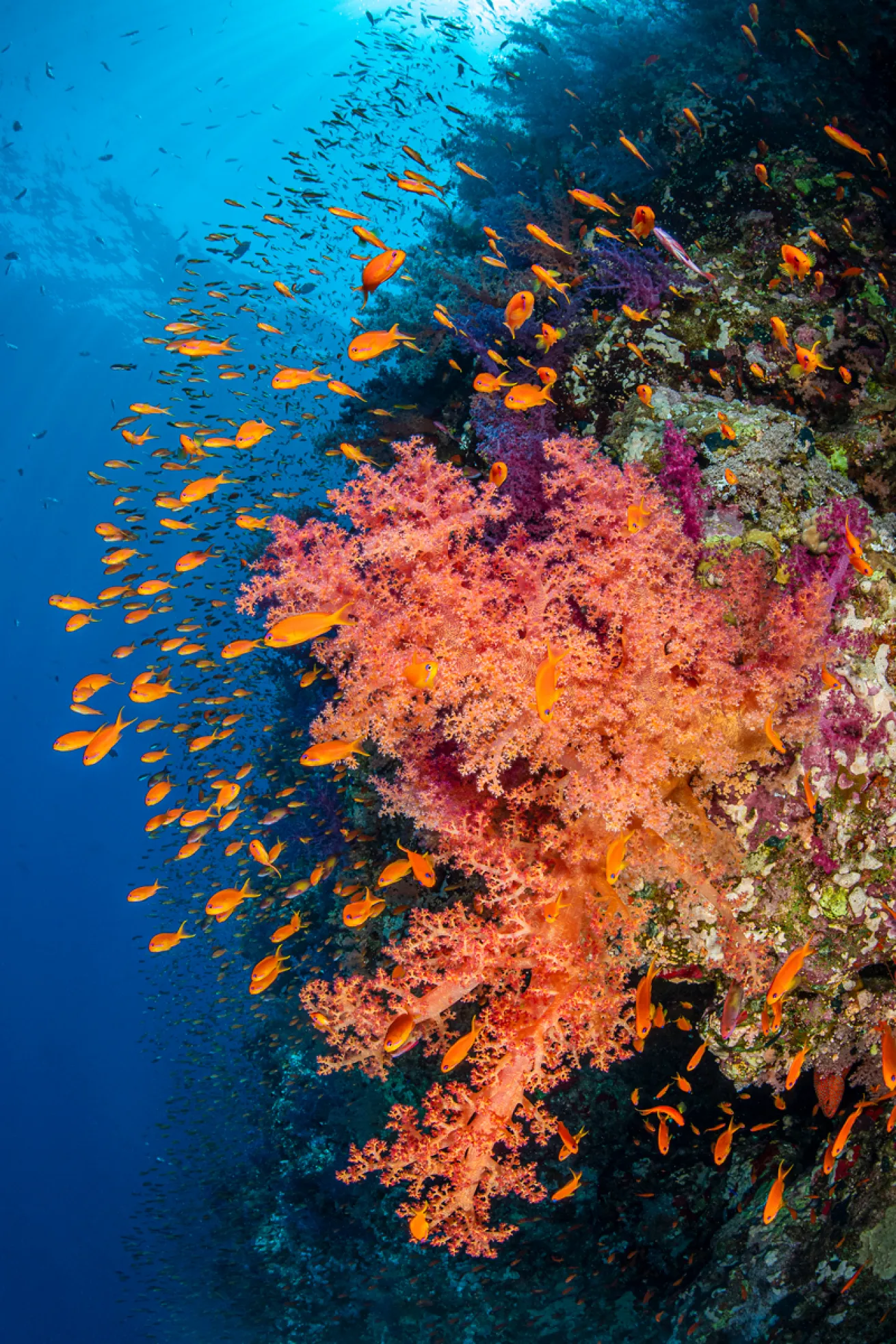 How to Photograph the Red Sea's Wrecks and Reefs | Scuba Diving
