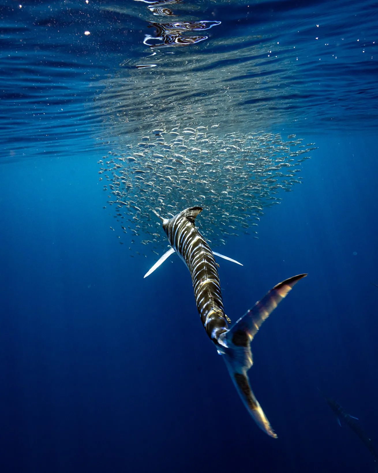 Battling for the Future of Striped Marlin During Mexico's Secret ...