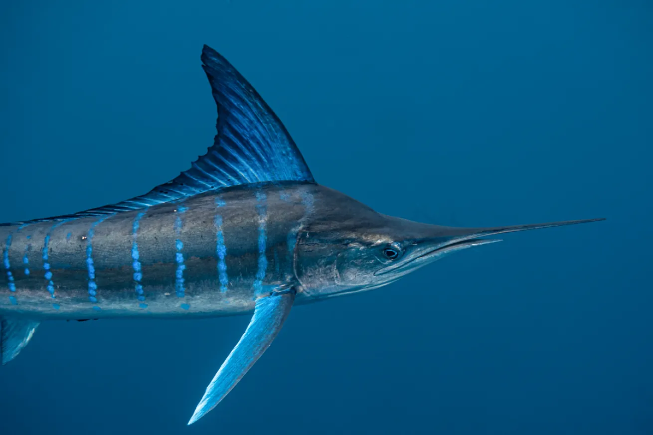 Battling for the Future of Striped Marlin During Mexico's Secret ...
