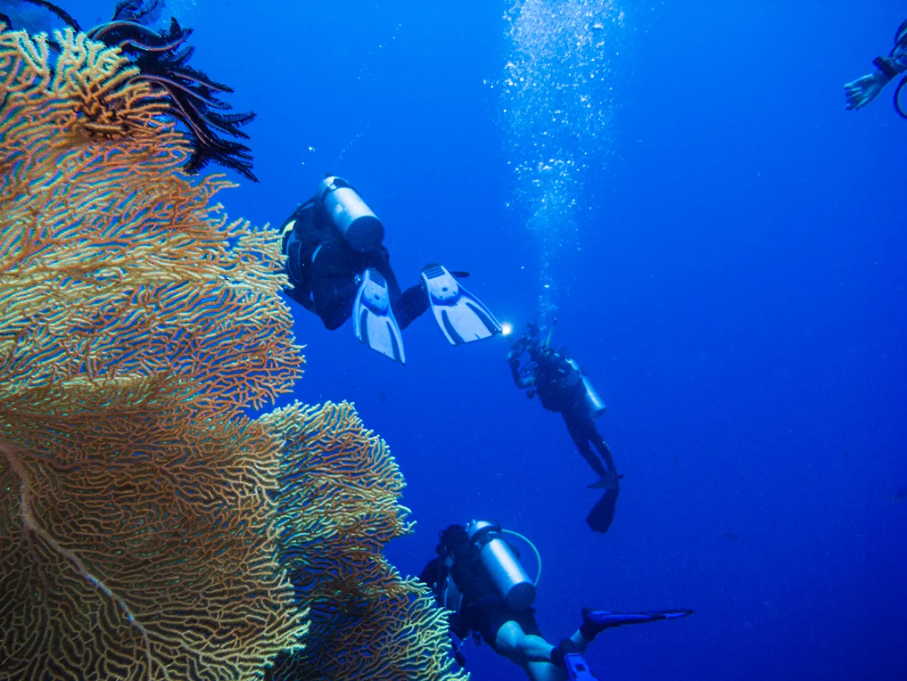 What is a PADI Drift Diver Course? | Scuba Diving