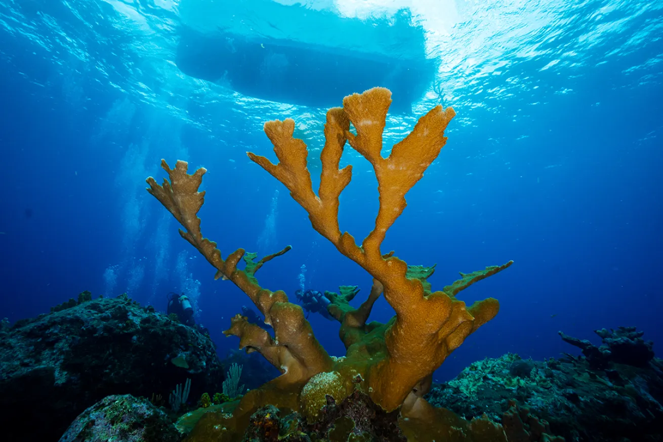 A Diver’s Guide to Scuba Diving in Saba | Scuba Diving