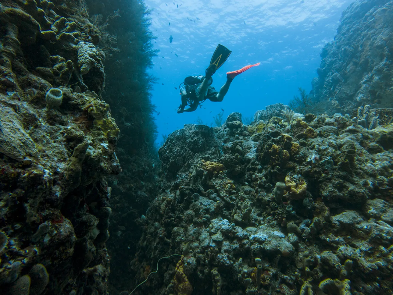 A Diver’s Guide to Scuba Diving in Saba | Scuba Diving