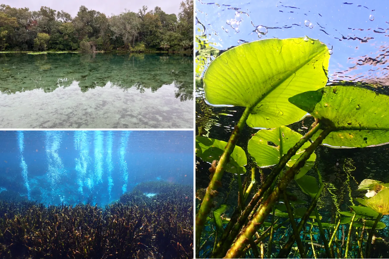 Alexander Springs: The Best Dive Site in Florida For Newly-Certified ...