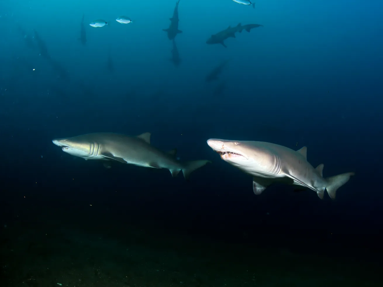 Diving with—and Saving—North Carolina's Sand Tiger Sharks | Scuba Diving