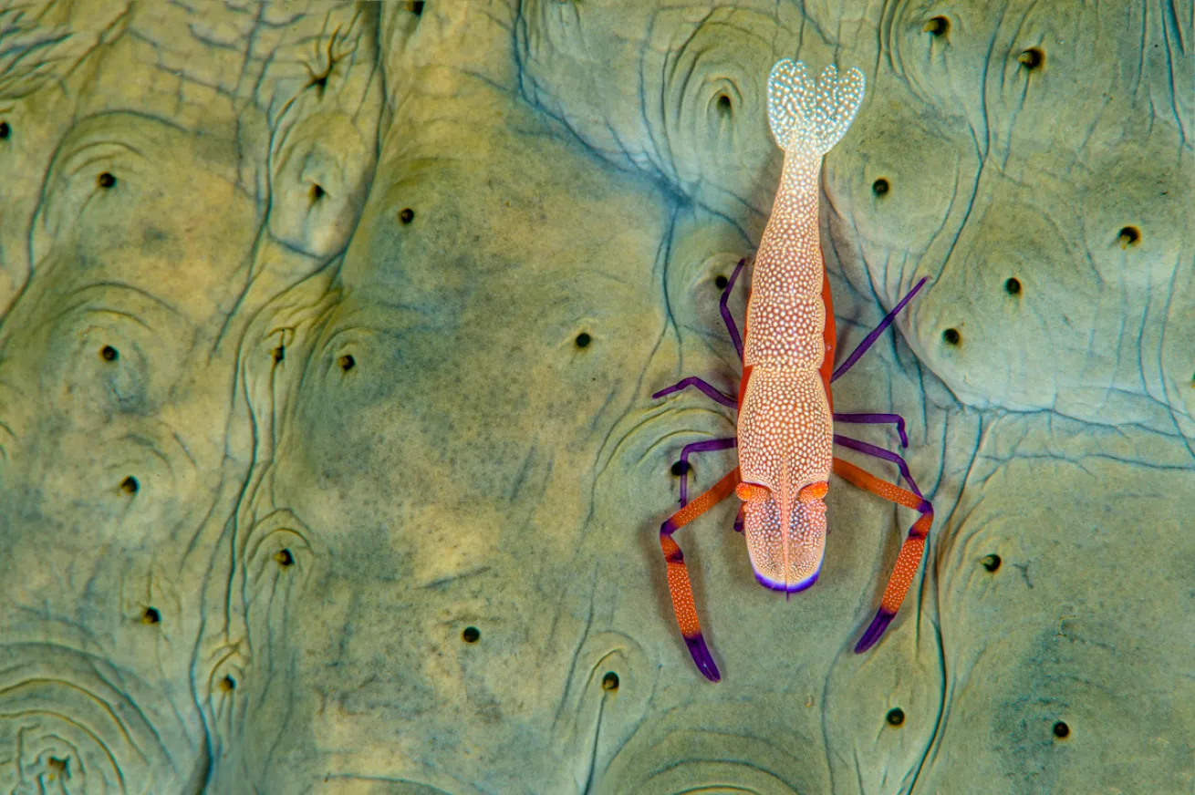 Shrimp in the Spotlight: Making Crustacean Photo Magic | Scuba Diving