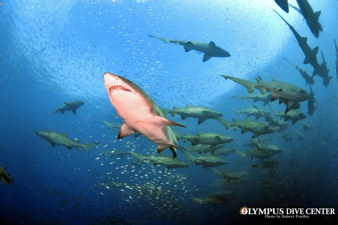 Diving with—and Saving—North Carolina's Sand Tiger Sharks | Scuba Diving
