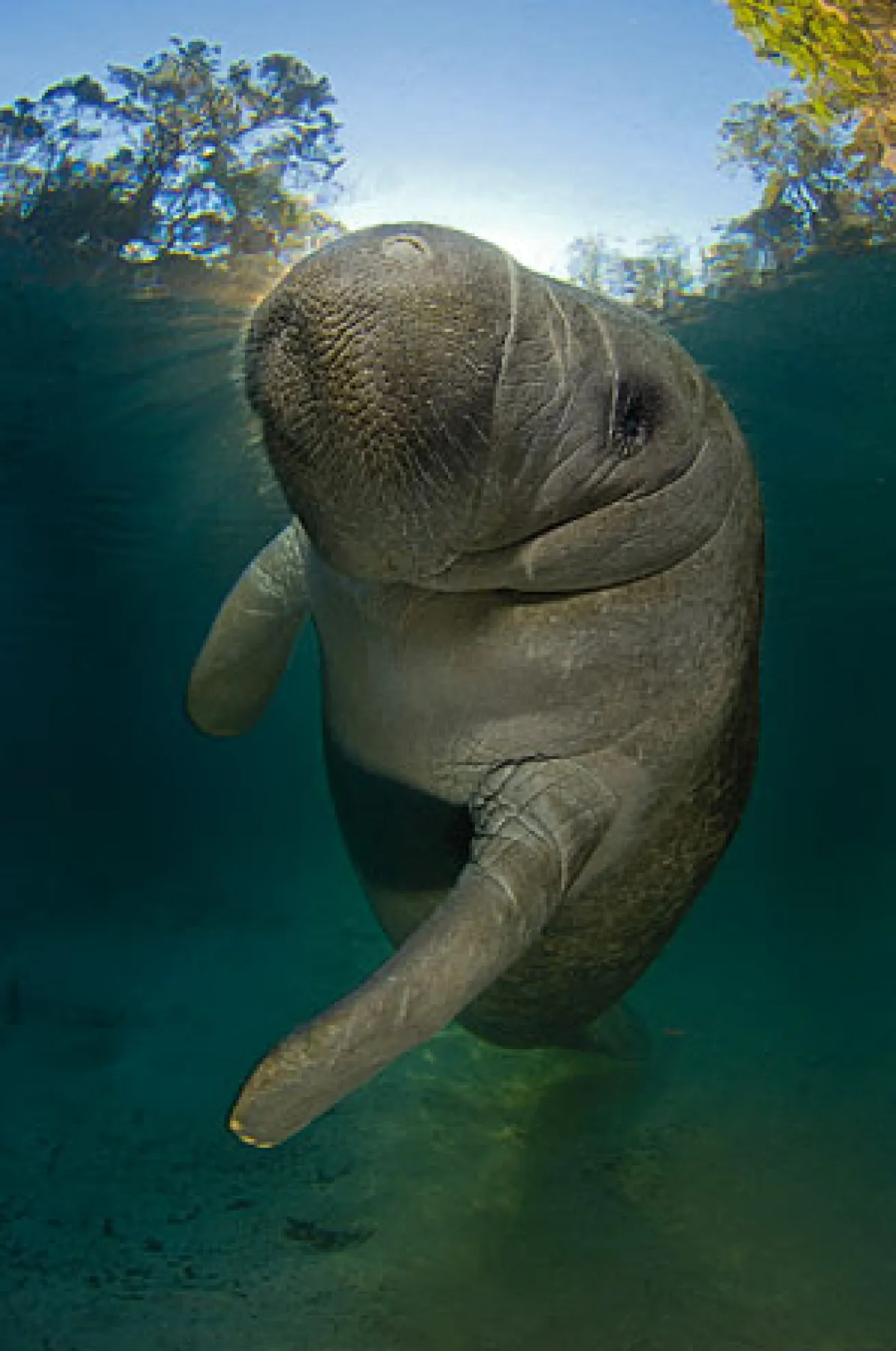 Three Sisters Spring - Crystal River, Fla. | Scuba Diving