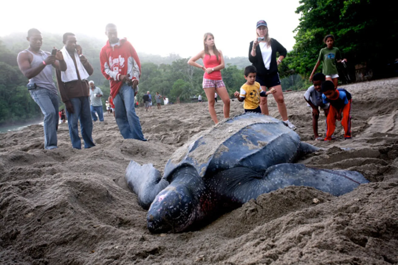 SeaView: Saving Leatherbacks in Trinidad and Tobago | Scuba Diving