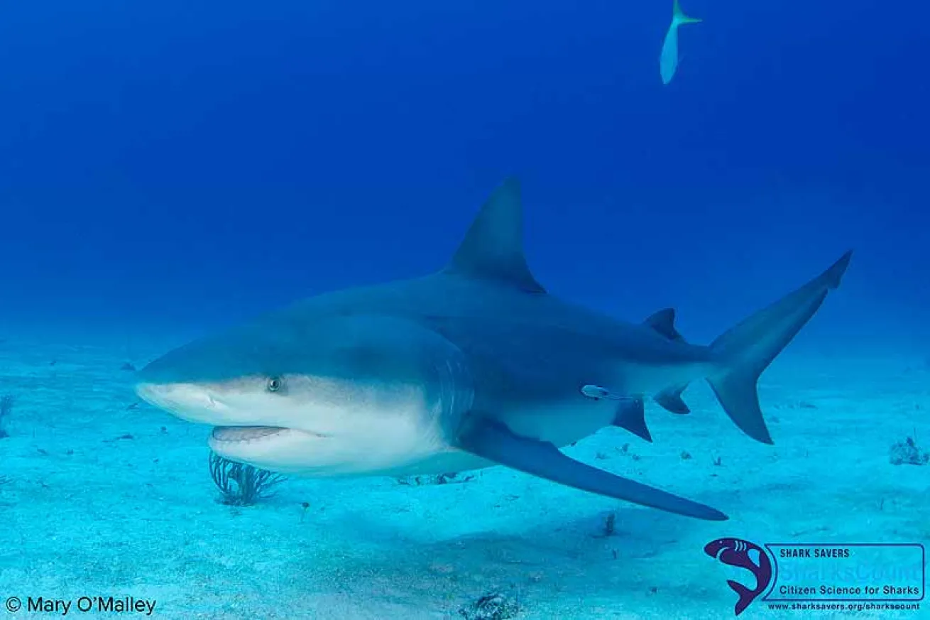 Divers Guide to Marine Life: Bull Shark (Carcharhinus Leucas) | Scuba ...