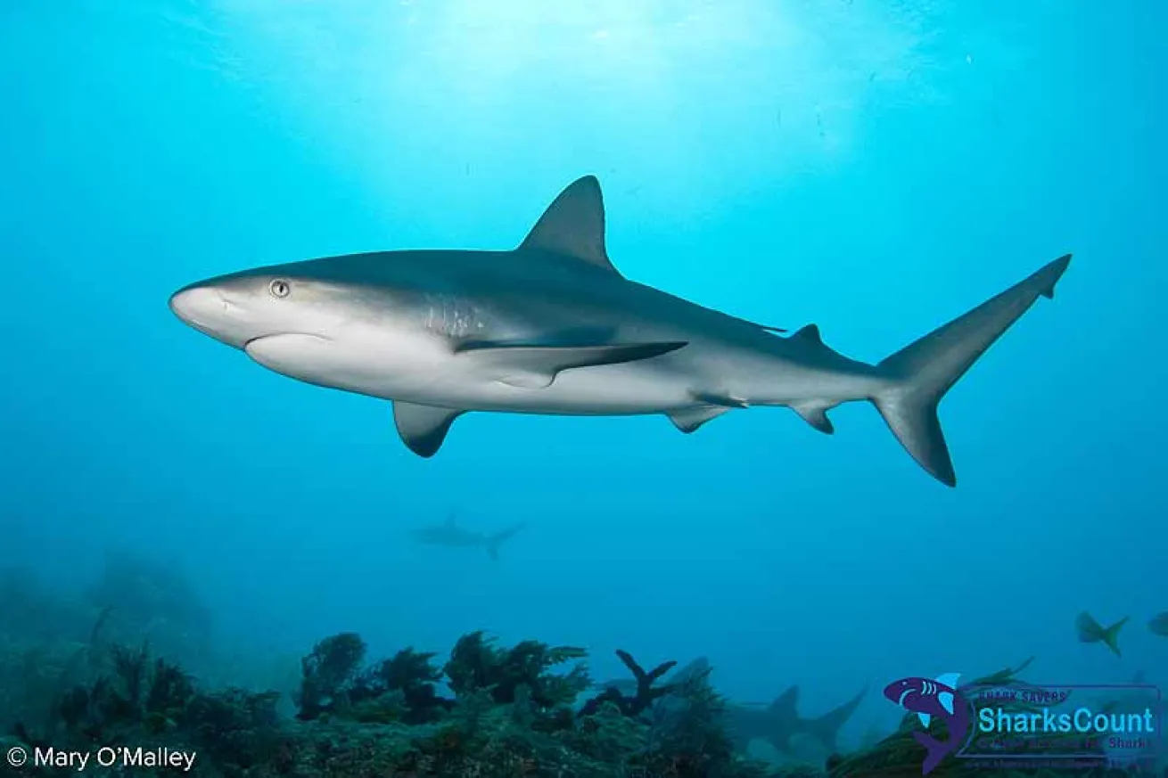 Divers Guide to Marine Life: Caribbean Reef Shark (Carcharhinus Perezi ...