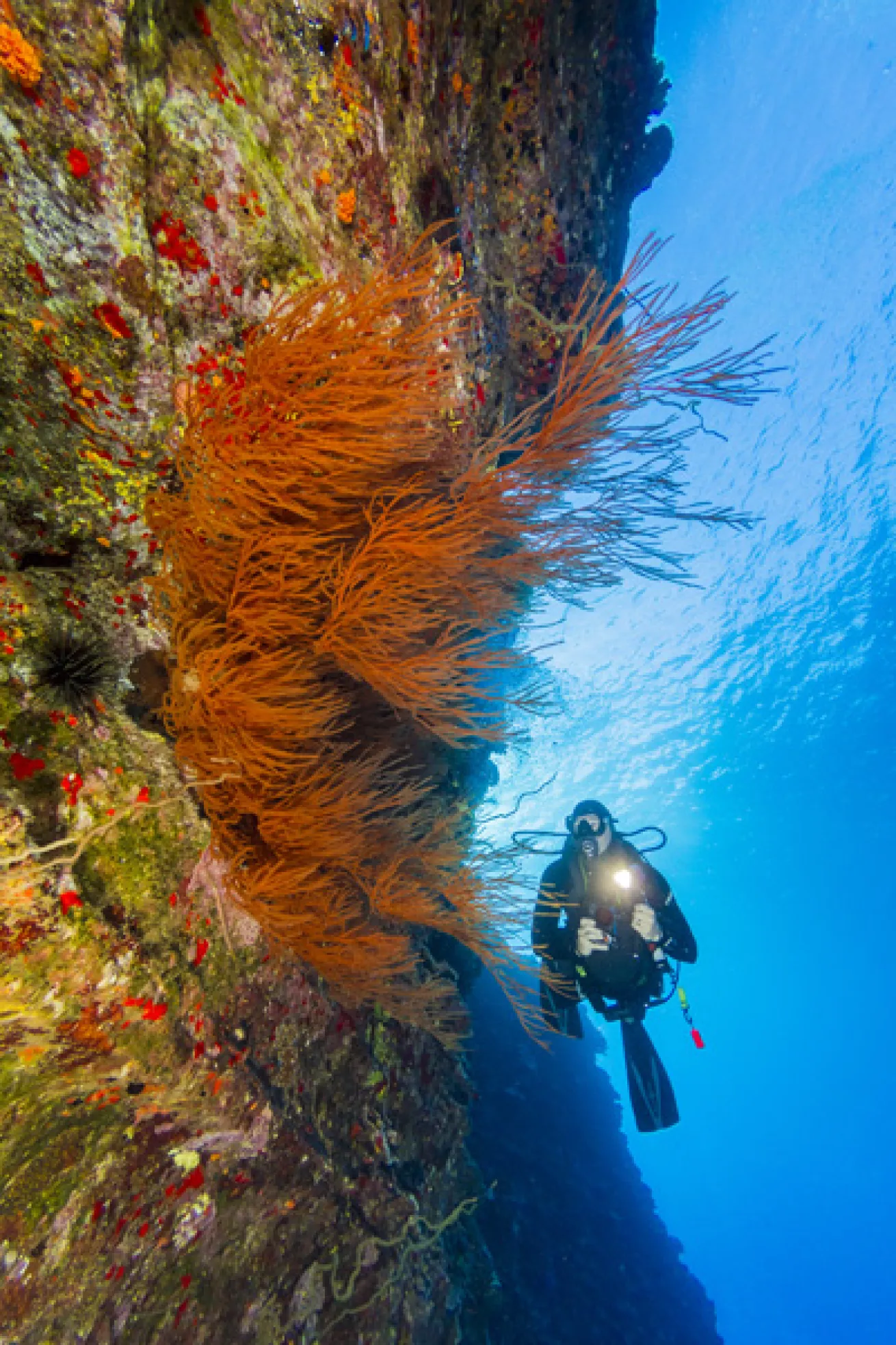 6 Ripping Drift Dives | Scuba Diving