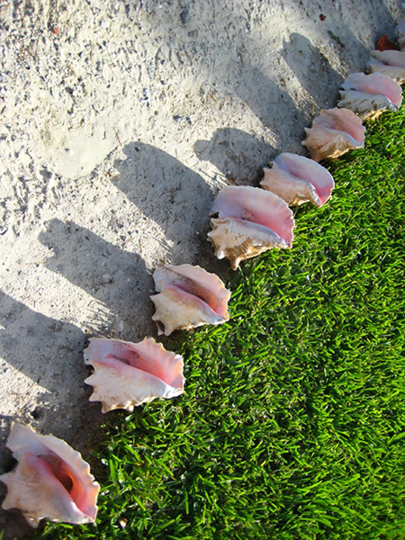 Deep Water Cay: Grand Bahama’s Virtually Private Diving | Scuba Diving