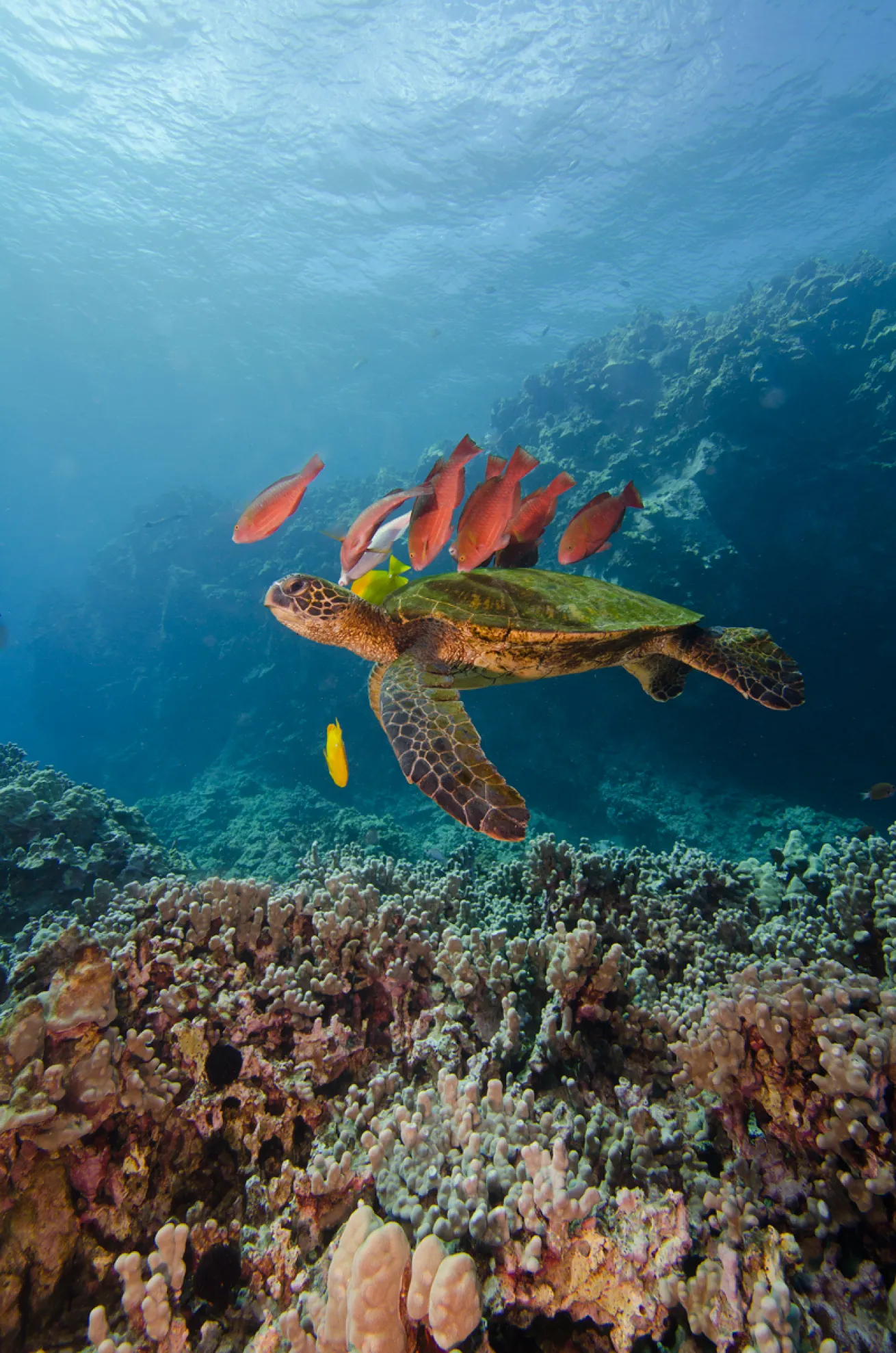 Sea Turtle Photo Gallery | Scuba Diving