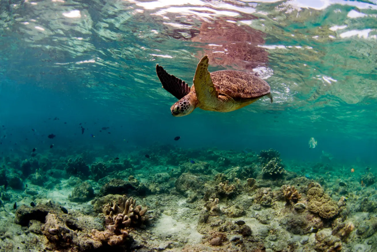 Sea Turtle Photo Gallery | Scuba Diving
