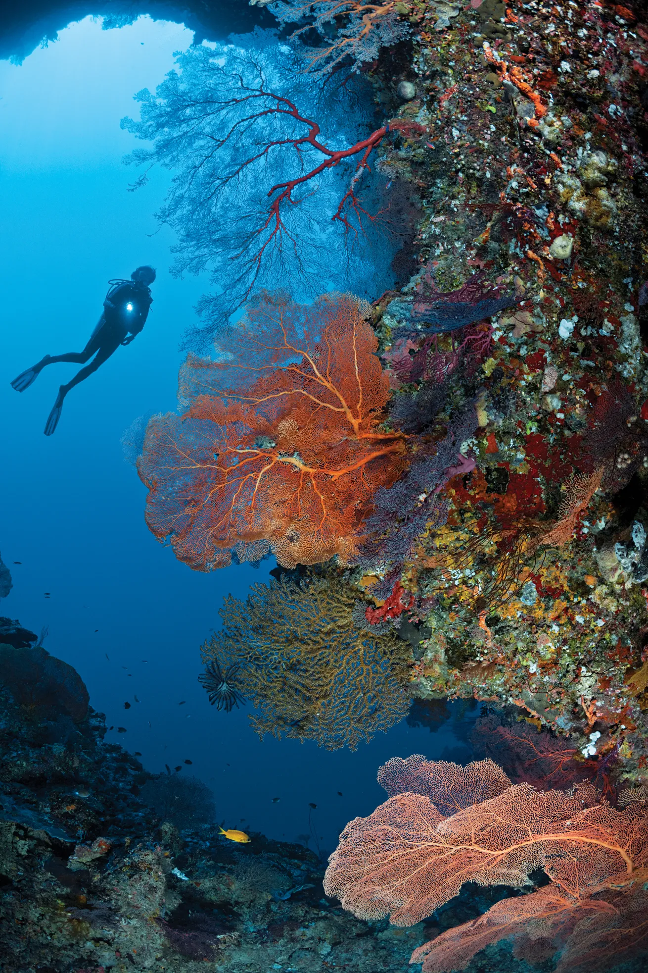 Scuba Diving Top 100: Best Diving in the Pacific & Indian Ocean | Scuba ...